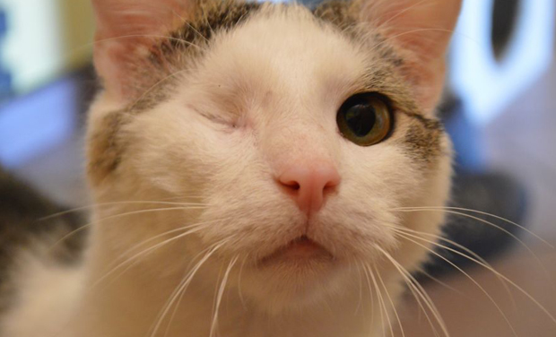 Meet this one-eye cat who was rescued by a woman from the streets