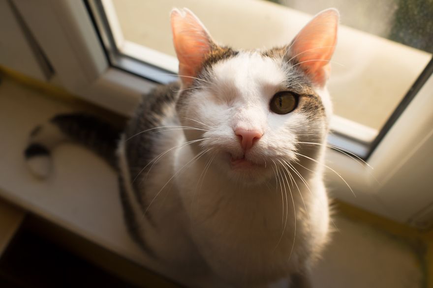 Meet this one-eye cat who was rescued by a woman from the streets