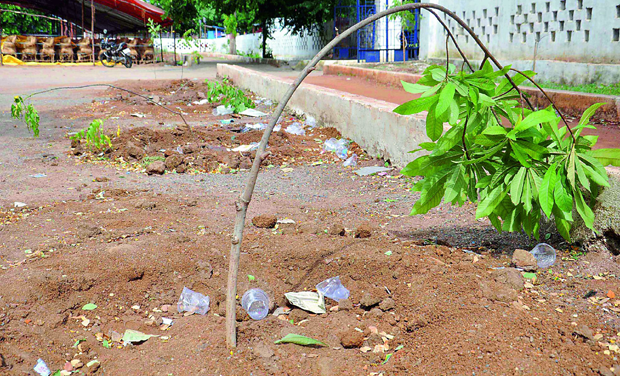 Dry spell takes a toll on Haritha Haaram