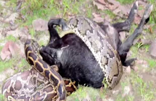 Watch: Python swallows goat in West Bengal village