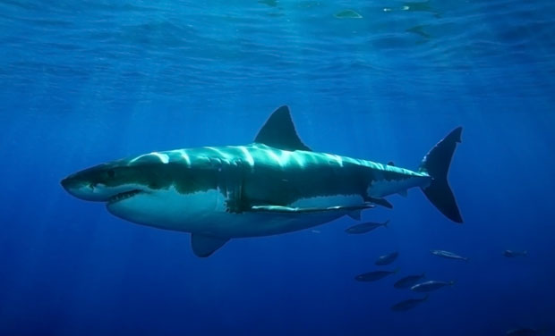 Modern sharks are not the 'living fossils' of their ancestors: Scientists
