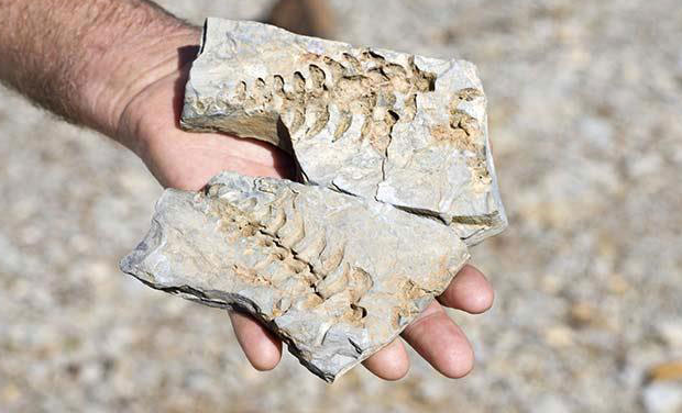 Oldest-known human skeleton reveals Native American roots