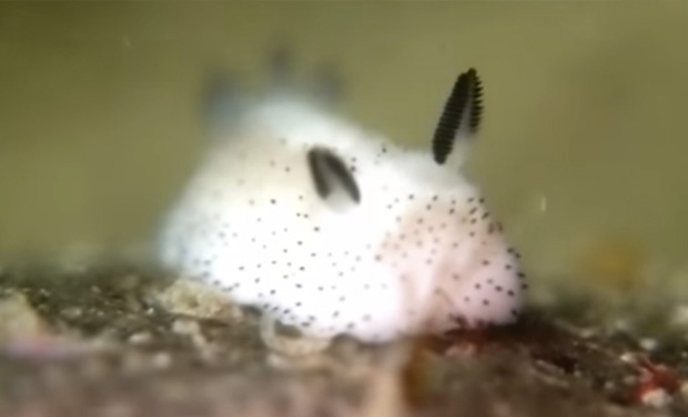 This sea slug looks exactly like an adorable bunny