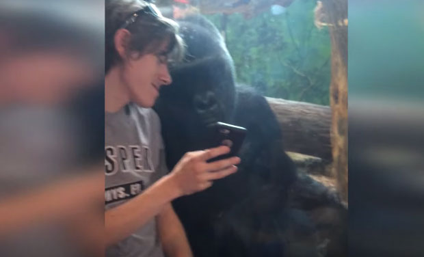 Watch: Gorillas love smartphones as much as we do