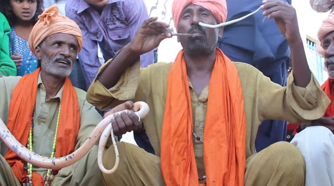 Watch: This man can pull out snakes through his nose and mouth