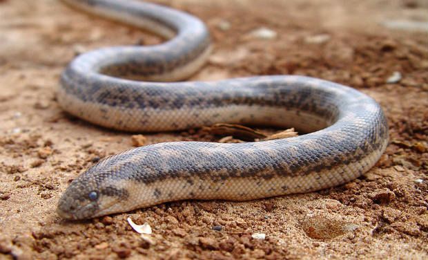 Tamil Nadu man brings snakes, white rats, lizards from Malaysia