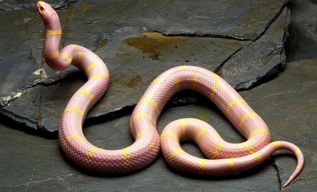 Nightsnake species rediscovered after 80 years on remote Mexican island