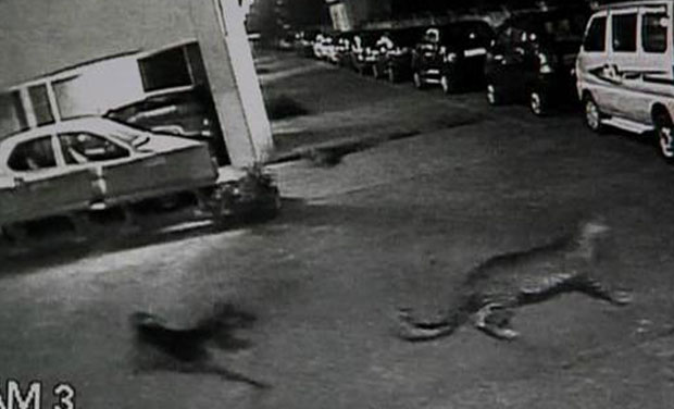 Stray dog chases away leopard from housing complex