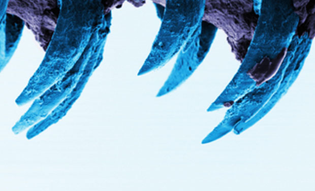 Limpet teeth strongest natural material known to man