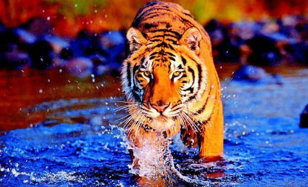 Tiger corridors face ‘land’ roadblock