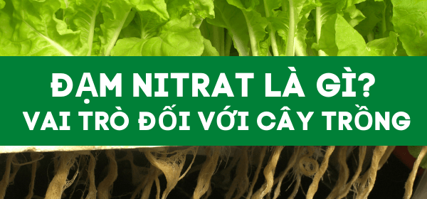 FUNO - Đạm Nitrat là gì? Vai Trò Đạm Nitrat Đối Với Cây Trồng