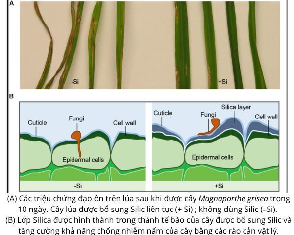 FUNO - TÁC DỤNG CỦA PHÂN BÓN SILIC – NGUYÊN TỐ DINH DƯỠNG ĐA NĂNG