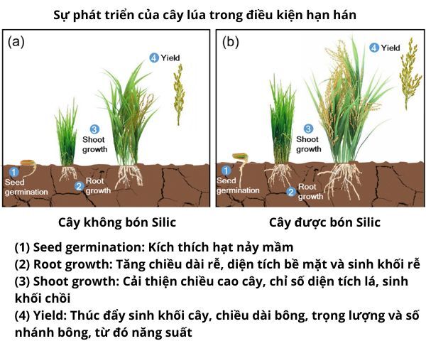 FUNO - VAI TRÒ CỦA SILIC TRÊN LÚA VÀ NHỮNG ĐIỀU CẦN BIẾT