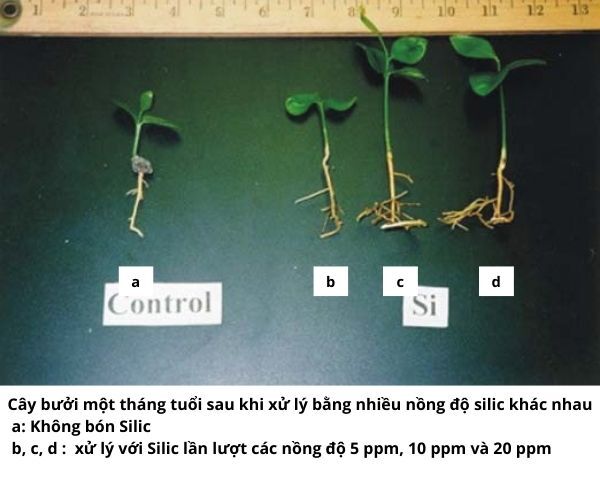 Tầm quan trọng của vai trò của silic đối với cây trồng trong nông ...