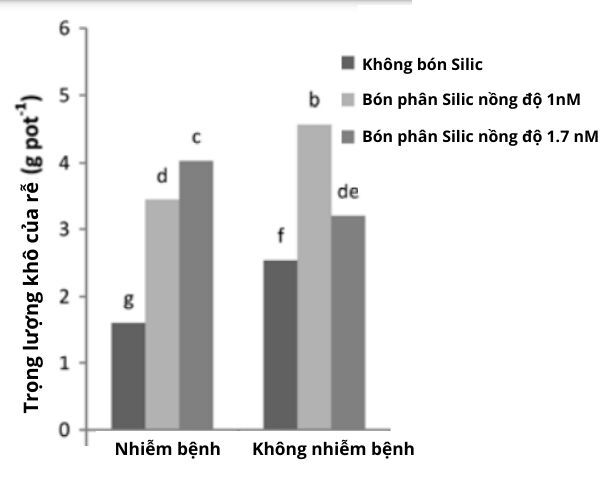 FUNO - BỆNH THỐI RỄ TRÊN DƯA LEO VÀ VAI TRÒ CỦA SILIC TRONG HẠN CHẾ