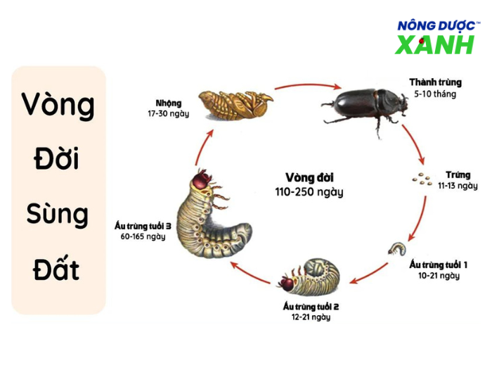 Con Sùng Đất Thành Con Gì? Tìm Hiểu Chi Tiết Và Cách Xử Lý