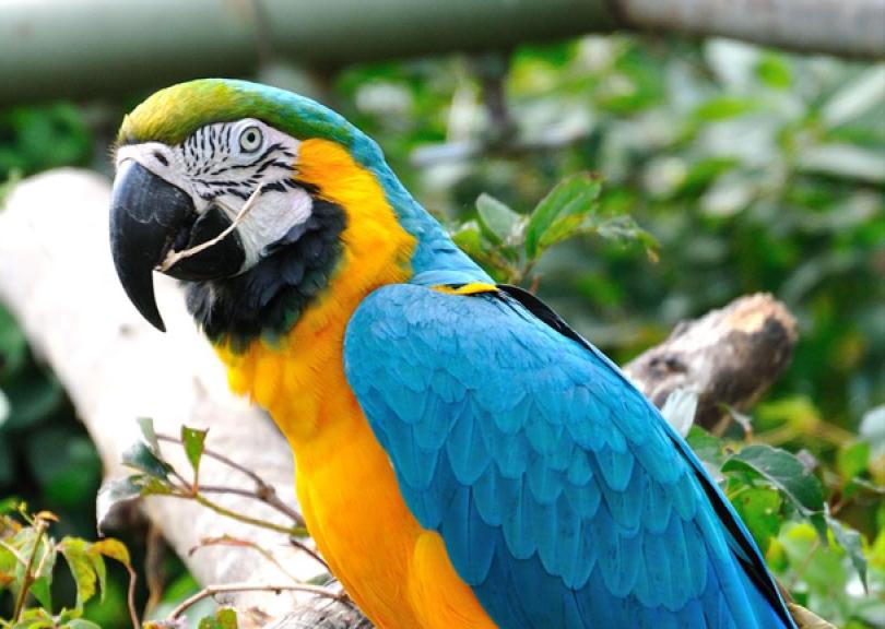 දෙහිවලින් මැකෝ ගි⁣රවෙකු පන්නයි - Sannasa - සන්නස | ශ්‍රී ලාංකීය නව මාධ්‍යකරනයේ පෙරගමන්කරු