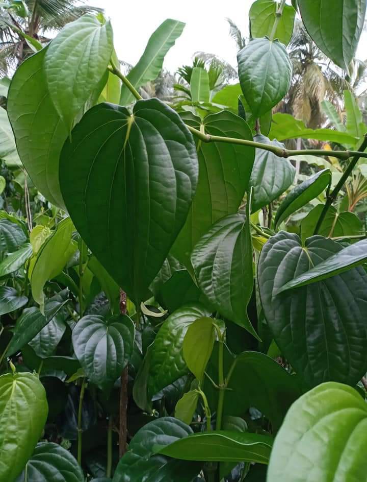 බුලතේ වගතුග. - Sannasa - සන්නස | ශ්‍රී ලාංකීය නව මාධ්‍යකරනයේ පෙරගමන්කරු