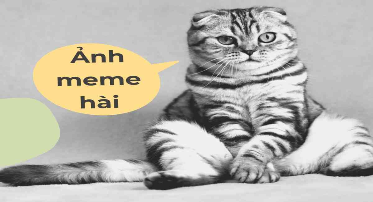 Bộ sưu tập ảnh meme hài hước nhất hiện nay