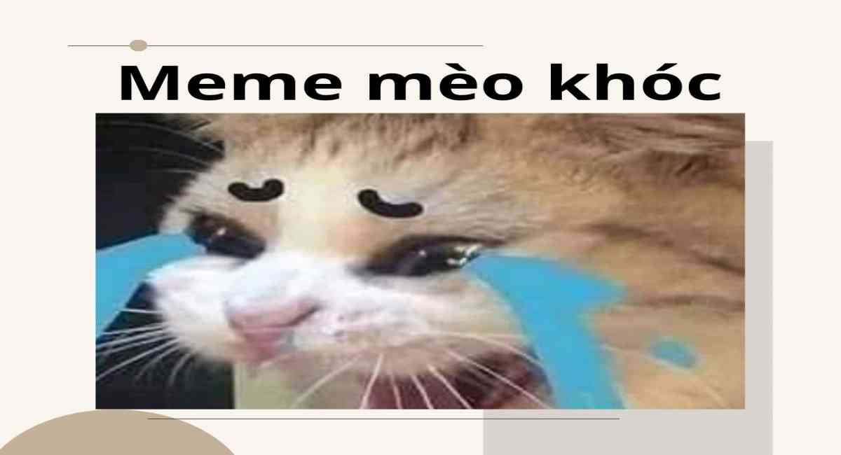 100+ meme mèo khóc cực kỳ hài hước, tấu hề