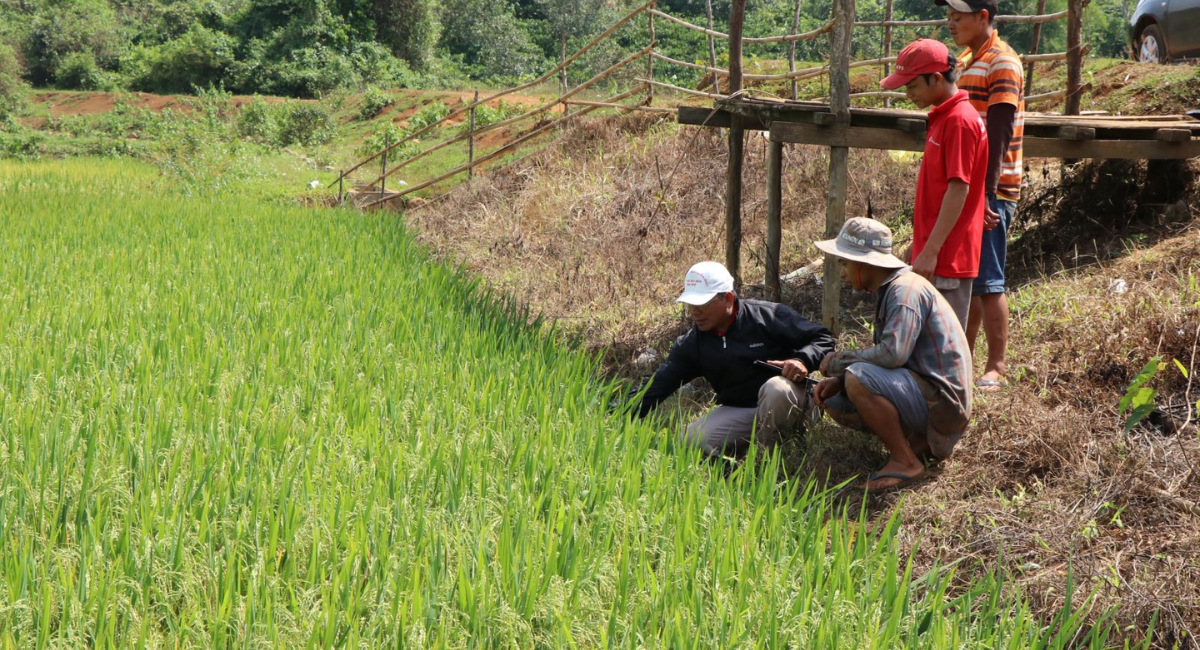 Vì sao hoạt động kinh tế chính của người Kinh ngày xưa là sản xuất nông ...