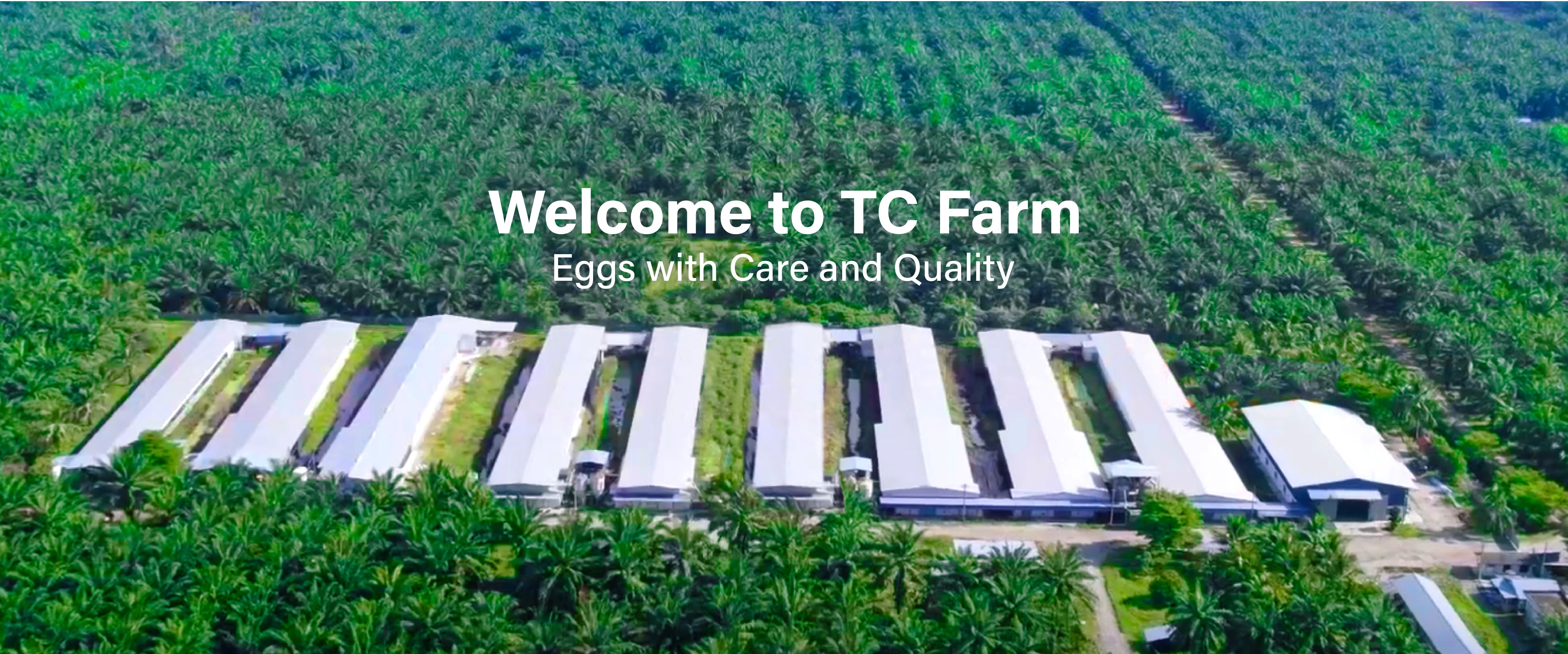 About Us | TC FARM – Premium Quality | Cage-Free Eggs & Omega-3