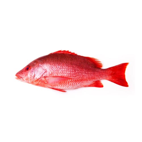 Frozen Maya-Maya "Crimson Red Snapper" Cleaned (500-600g) - BuiltaMart