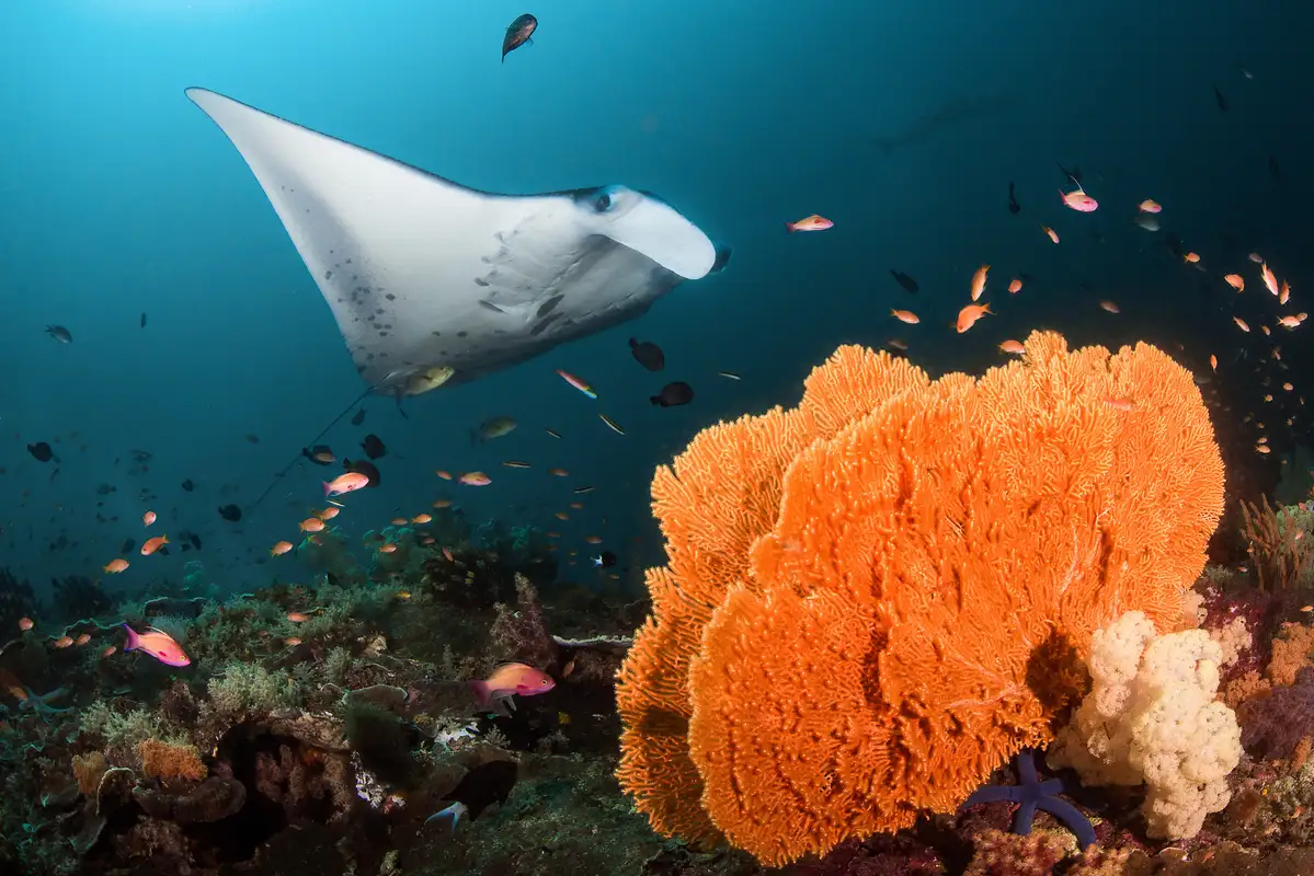 Scuba Diving in Surin Island | Giant Stride