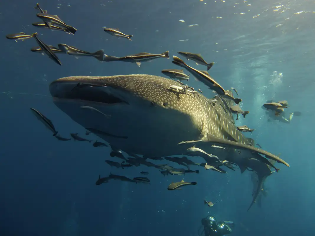 Scuba Diving at Chumphon Pinnacle | Giant Stride