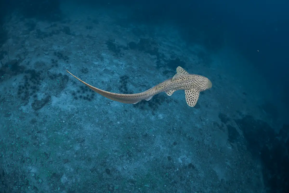 Scuba Diving at Shark Fin Reef, Similan | Giant Stride
