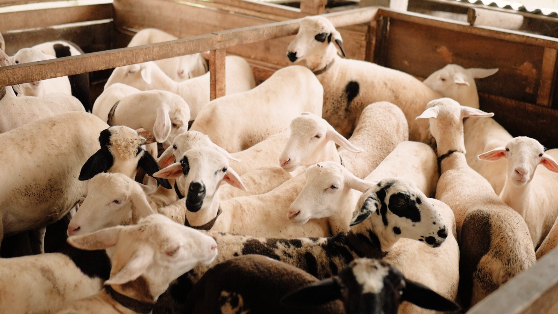 Blog | Sejarah Spesies Bos Taurus ; Jejak Perjalanan Sapi Domestik