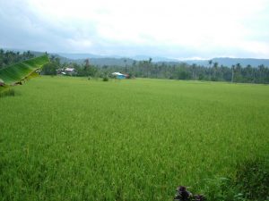 Nueva Ecija: The rice granary of the Philippines - Make Heritage Fun!