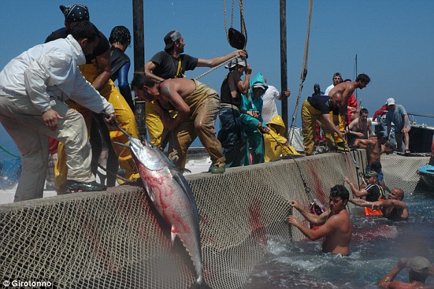 Tuna fishing: An act of ritual significance in Sardinia - Make Heritage ...