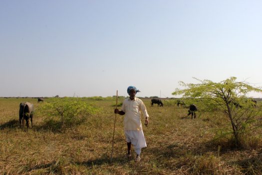 Maldharis: Silvipastoralists of the Banni Grasslands - Go UNESCO | GoUNESCO