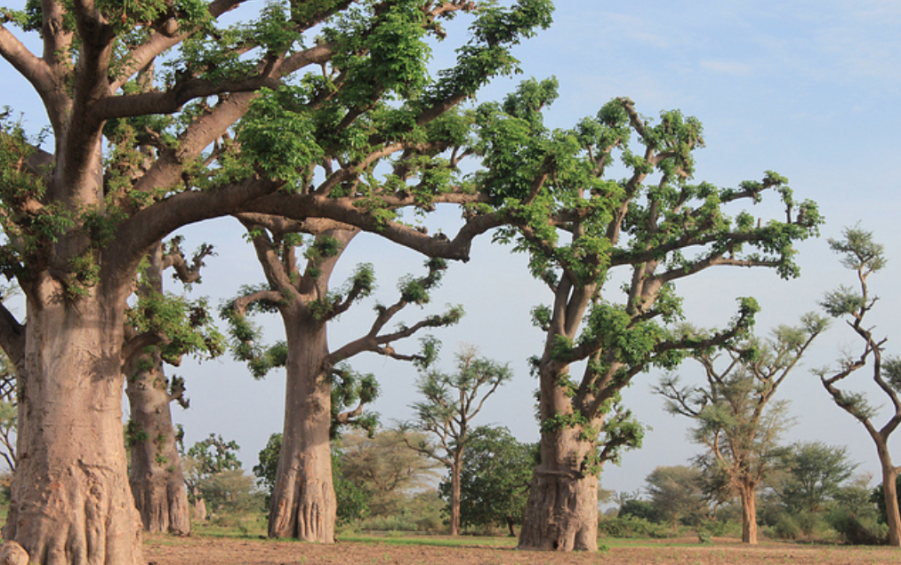 The significance of the Baobab Tree in Malawi - Make Heritage Fun!