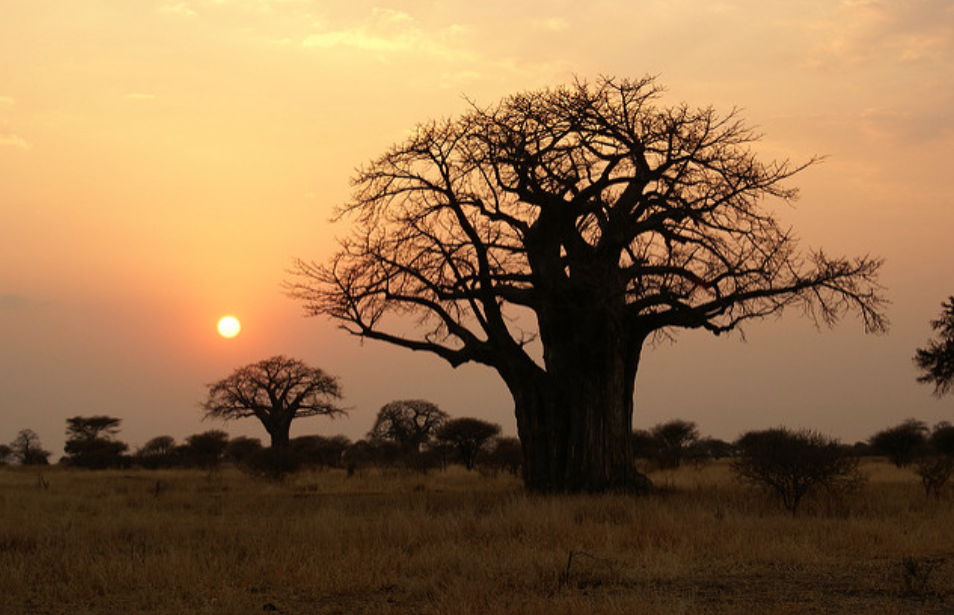 The significance of the Baobab Tree in Malawi - Make Heritage Fun!