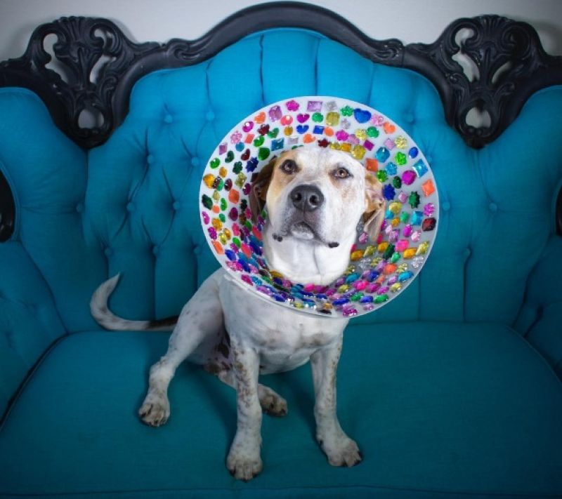 Woman decorates abandoned dogs' cones to empower them