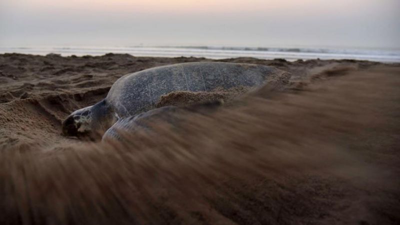Olive Ridley turtles at Rushikulya beach for their annual nesting