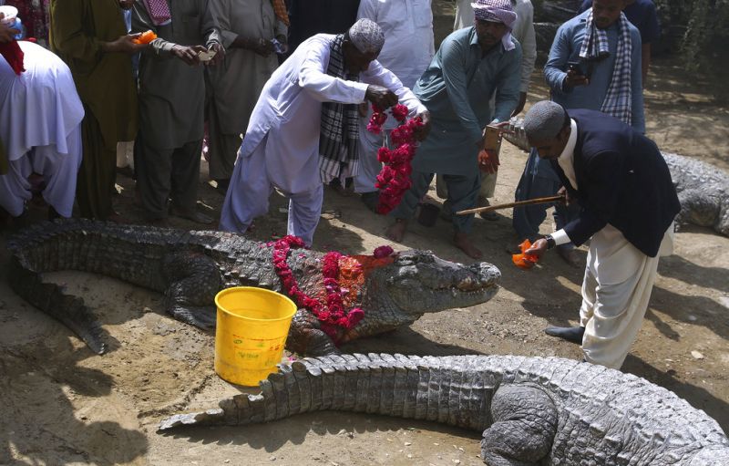 Pakistan: Alligators considered to have mystical powers, worshipped