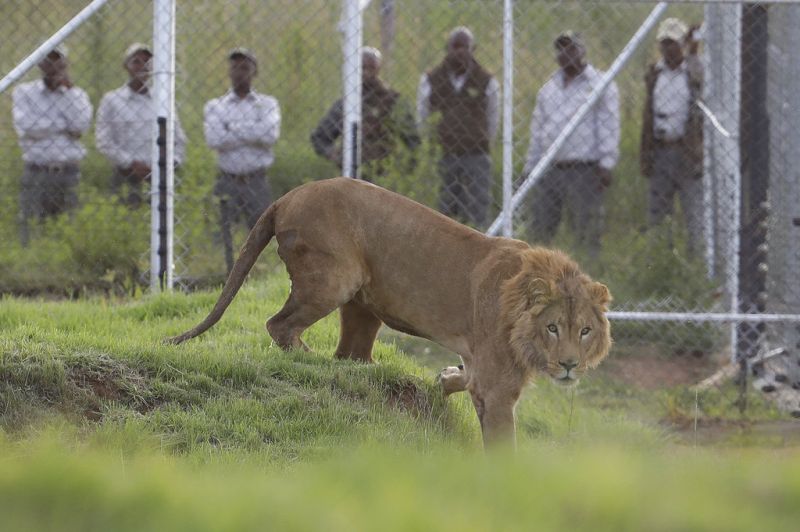 Big cats find their way home, rescued lions are relocated to South Africa