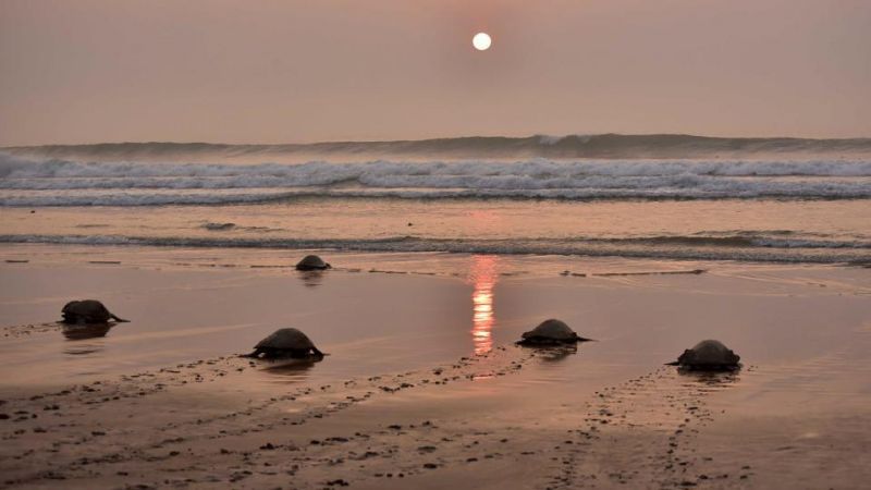 Olive Ridley turtles at Rushikulya beach for their annual nesting
