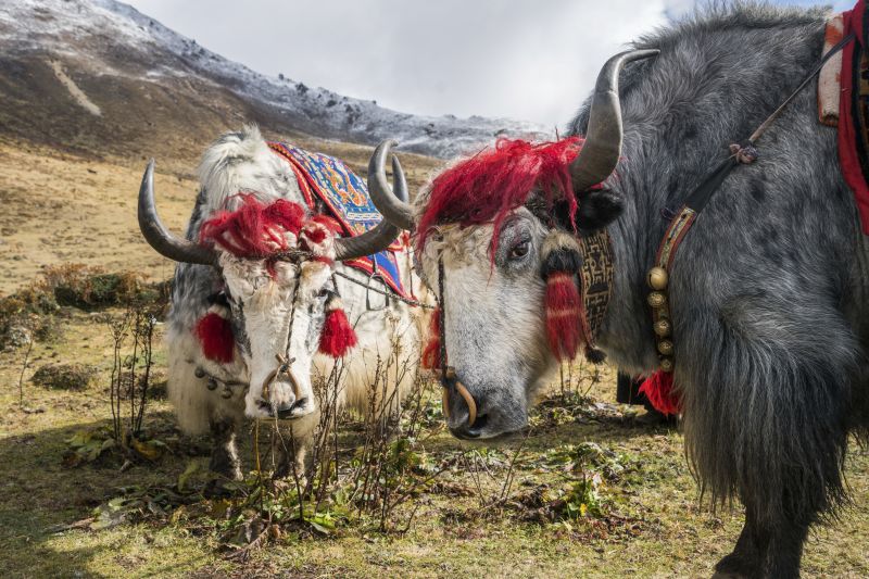 In Photos: Trekking it to beauteous Bhutan
