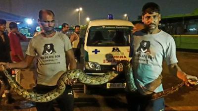 10-foot-long python rescued by NGO