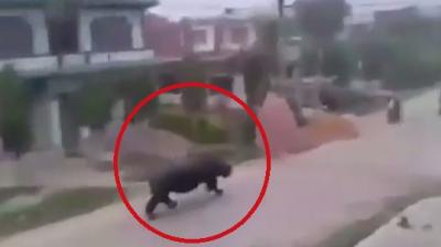 Rhino on rampage chases away man in Nepal town