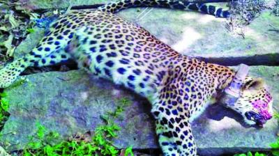 Leopard shot dead in Hyderabad