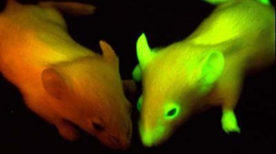 Glow-in-the-dark mice brings next-gen gene therapies closer