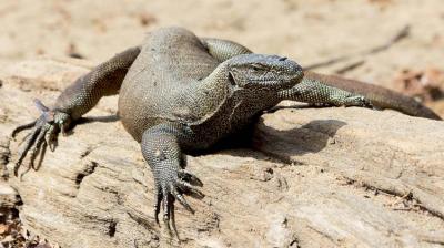 Delhi Secretariat’s unusual visitor: 2-ft-long monitor lizard found in ...