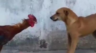 Hilarious video of fight between dog and rooster will leave you in splits