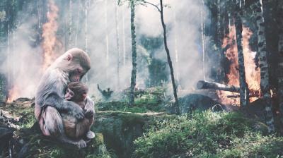 Alarming Wildlife Loss: Study Reveals Global Crisis - Asiana Times