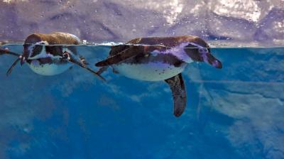 Bombay Duck disappearing from sea
